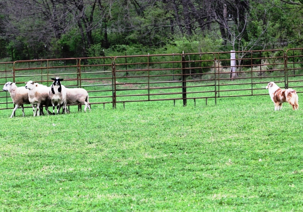 Turkey Run Australian Shepherds - Bambi