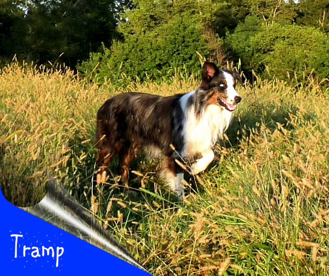 Turkey Run Australian Shepherds - Breeders of top quality working and ...